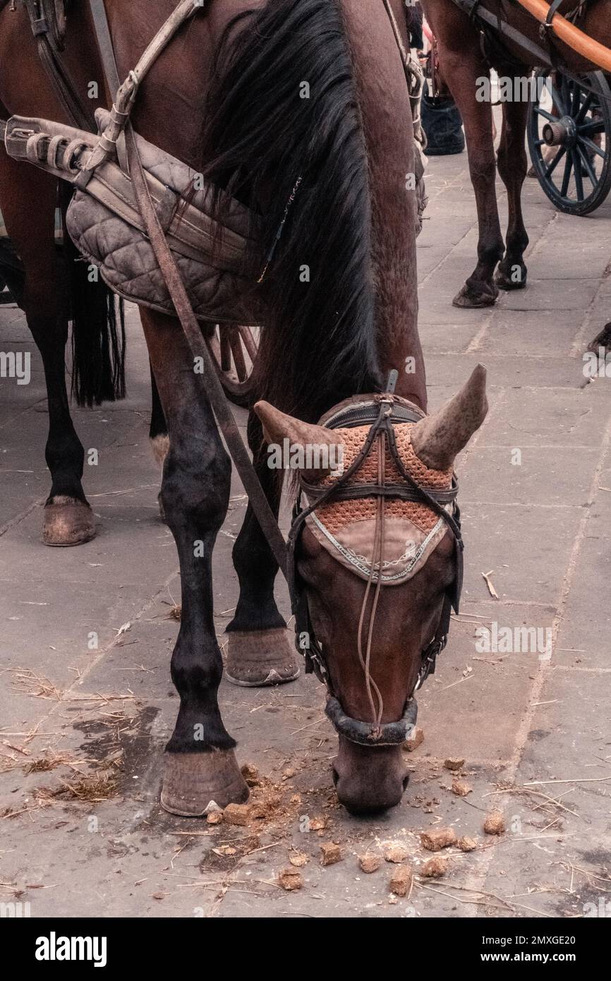 Walking tack hi-res stock photography and images - Alamy