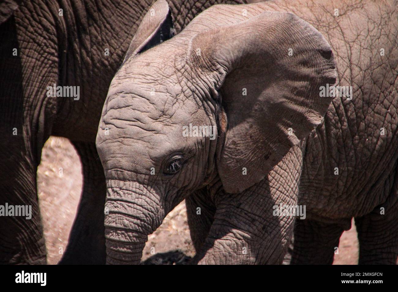 Elephant limbs hi-res stock photography and images - Alamy