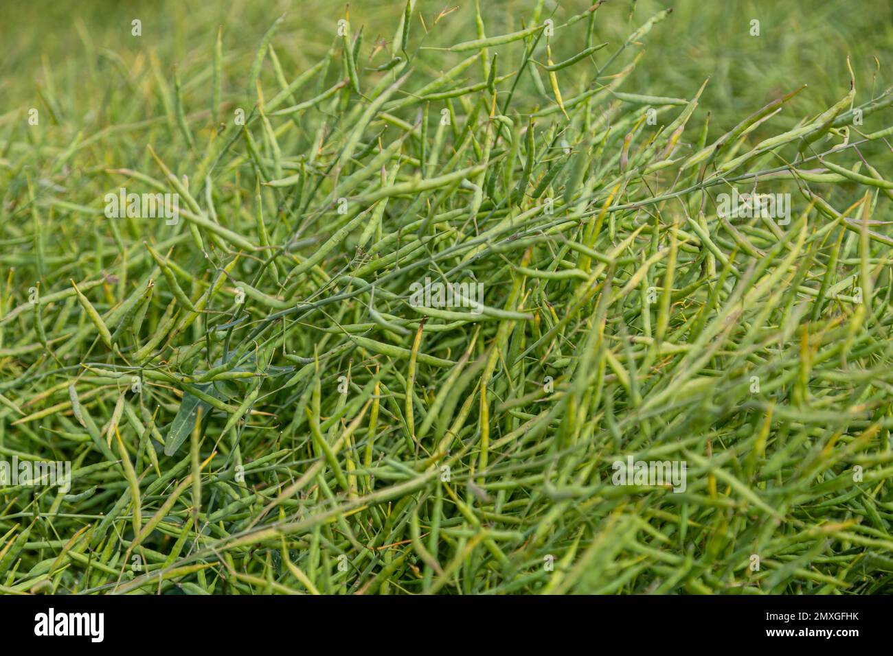 Rapeseed seed pods, close up Stems of rapeseed, Green Rapeseed field ...
