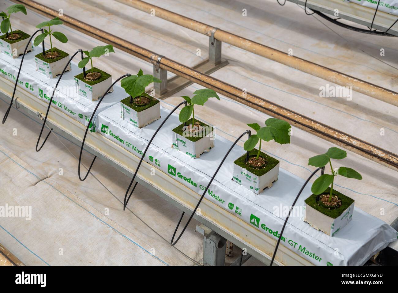 Cucumbers grown in a modern hydroponic greenhouse on a rock wool ...