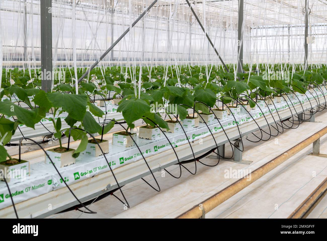 Hydroponic substrate hi-res stock photography and images - Alamy