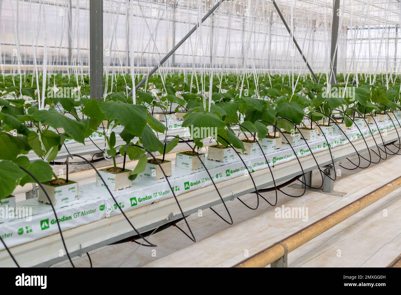 Cucumbers grown in a modern hydroponic greenhouse on a rock wool ...