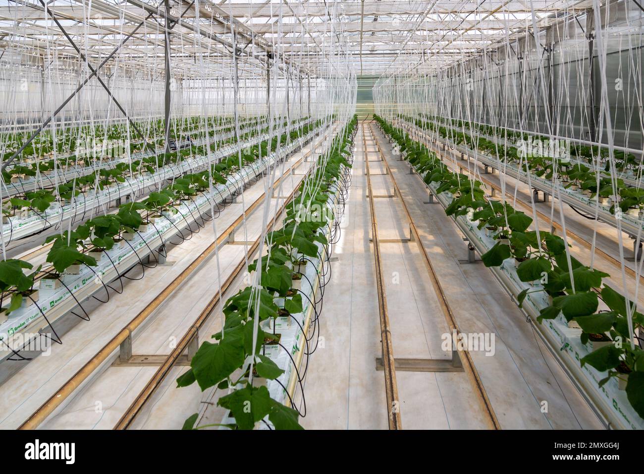 Hydroponic substrate hi-res stock photography and images - Alamy