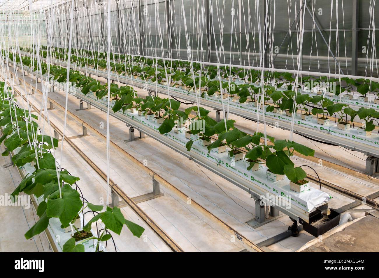Cucumbers grown in a modern hydroponic greenhouse on a rock wool ...