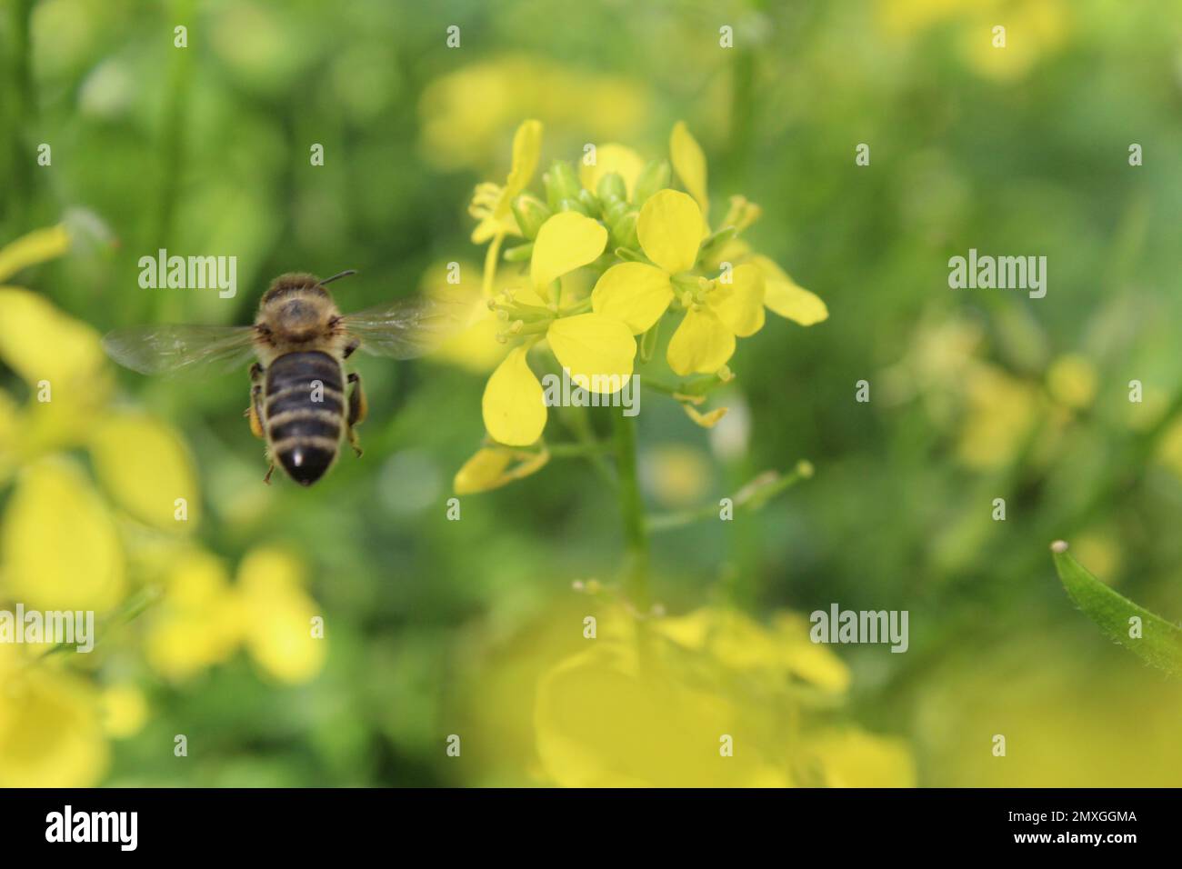 Pollination of flowers the bee collects nectar for honey pollinates the ...