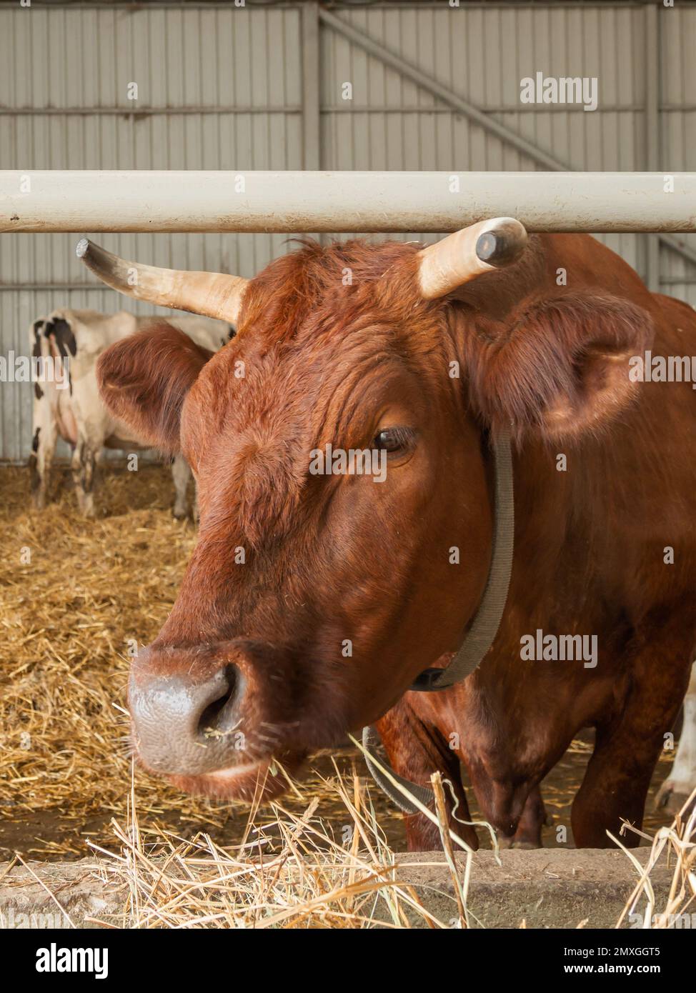 Brown cow chewing hay. Herd of cows and bulls in cowshed. Animal ...