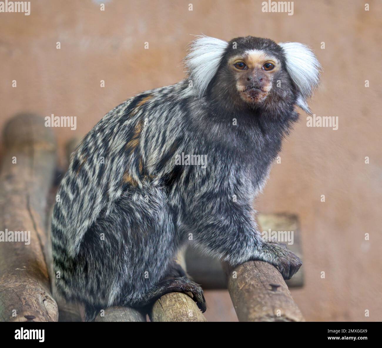 Sagoin hi-res stock photography and images - Alamy