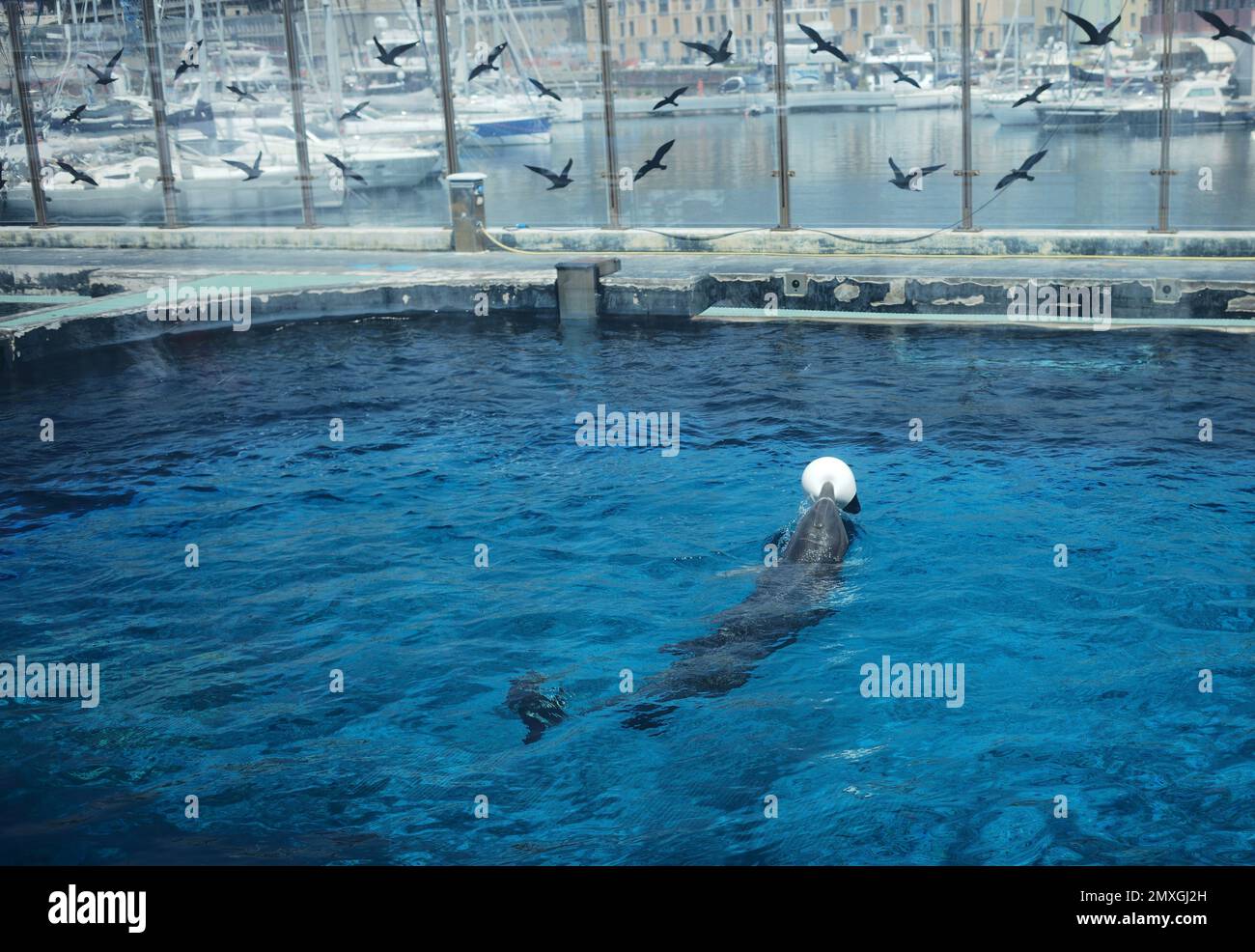 A dolphin playing with a white ball in the pool Stock Photo - Alamy