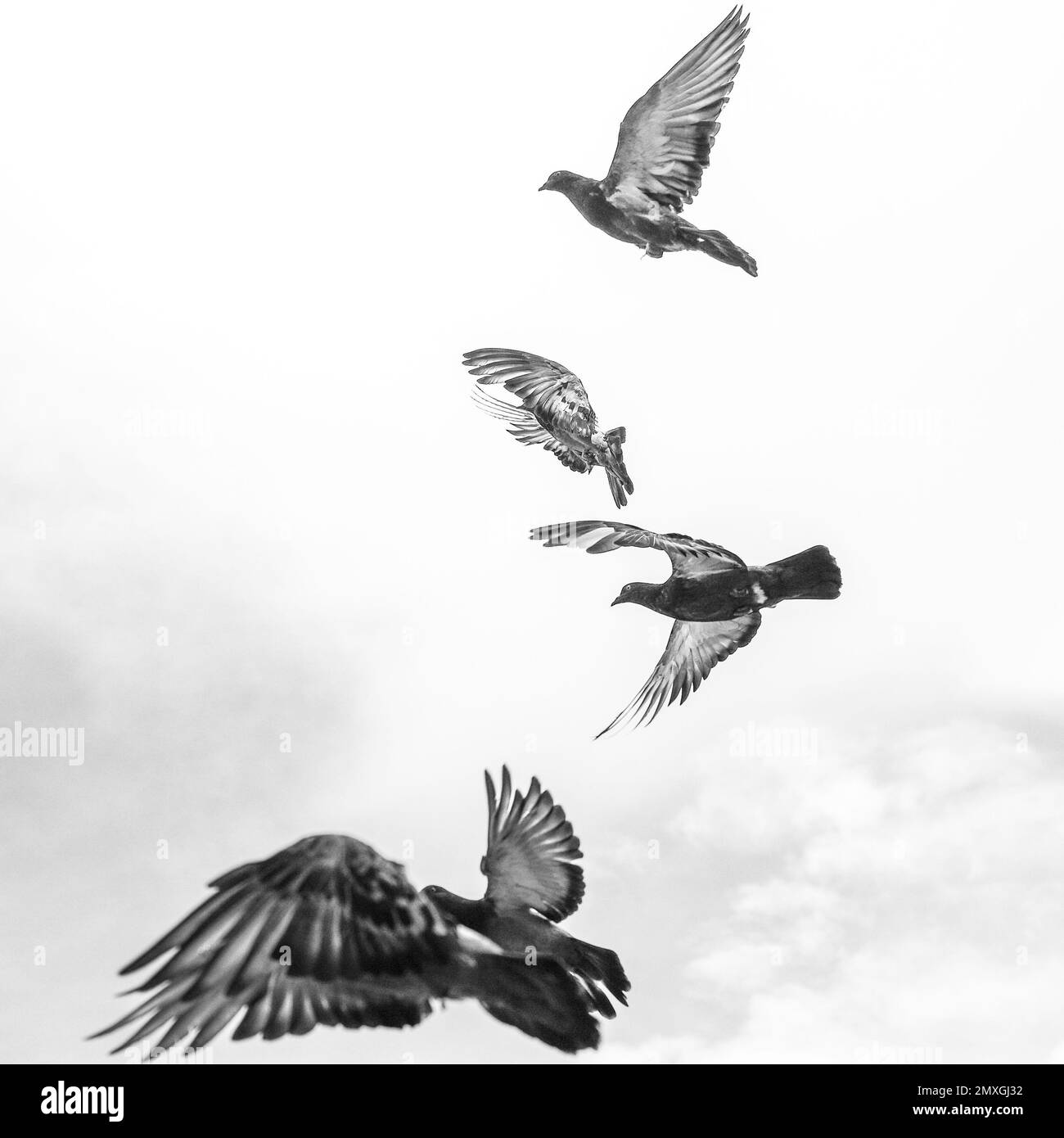 A flock of Feral pigeons flying high in the cloudy sky Stock Photo - Alamy