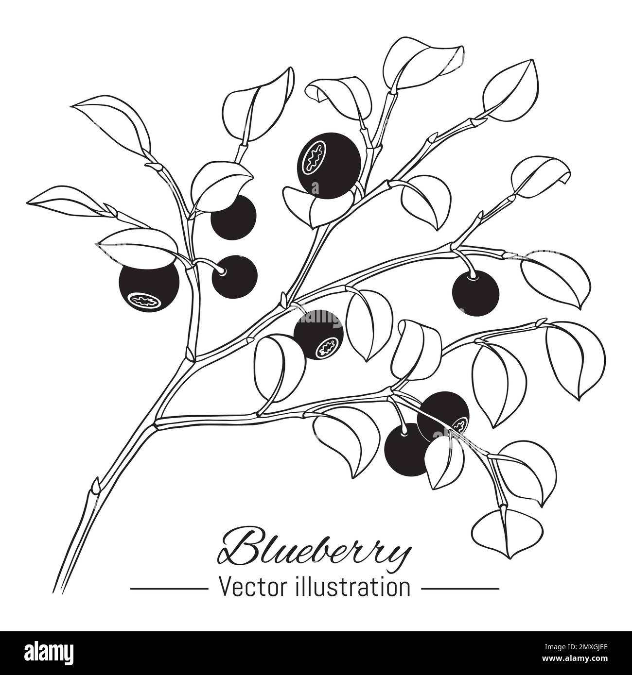 Hand drawn blueberry isolated on white background. Vector illustration ...