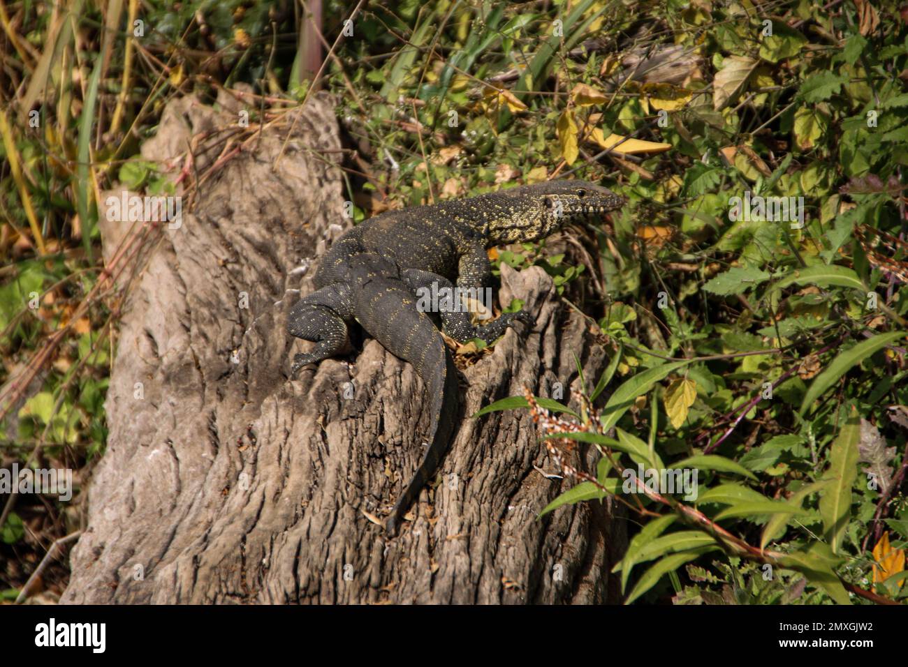 Yellow spotted monitor lizard hi-res stock photography and images - Alamy