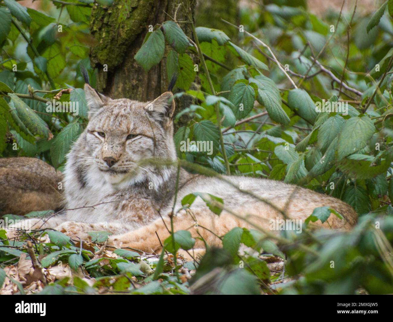 A fluffy Eurasian lynx (Lynx lynx) lying in green forest bushes Stock ...