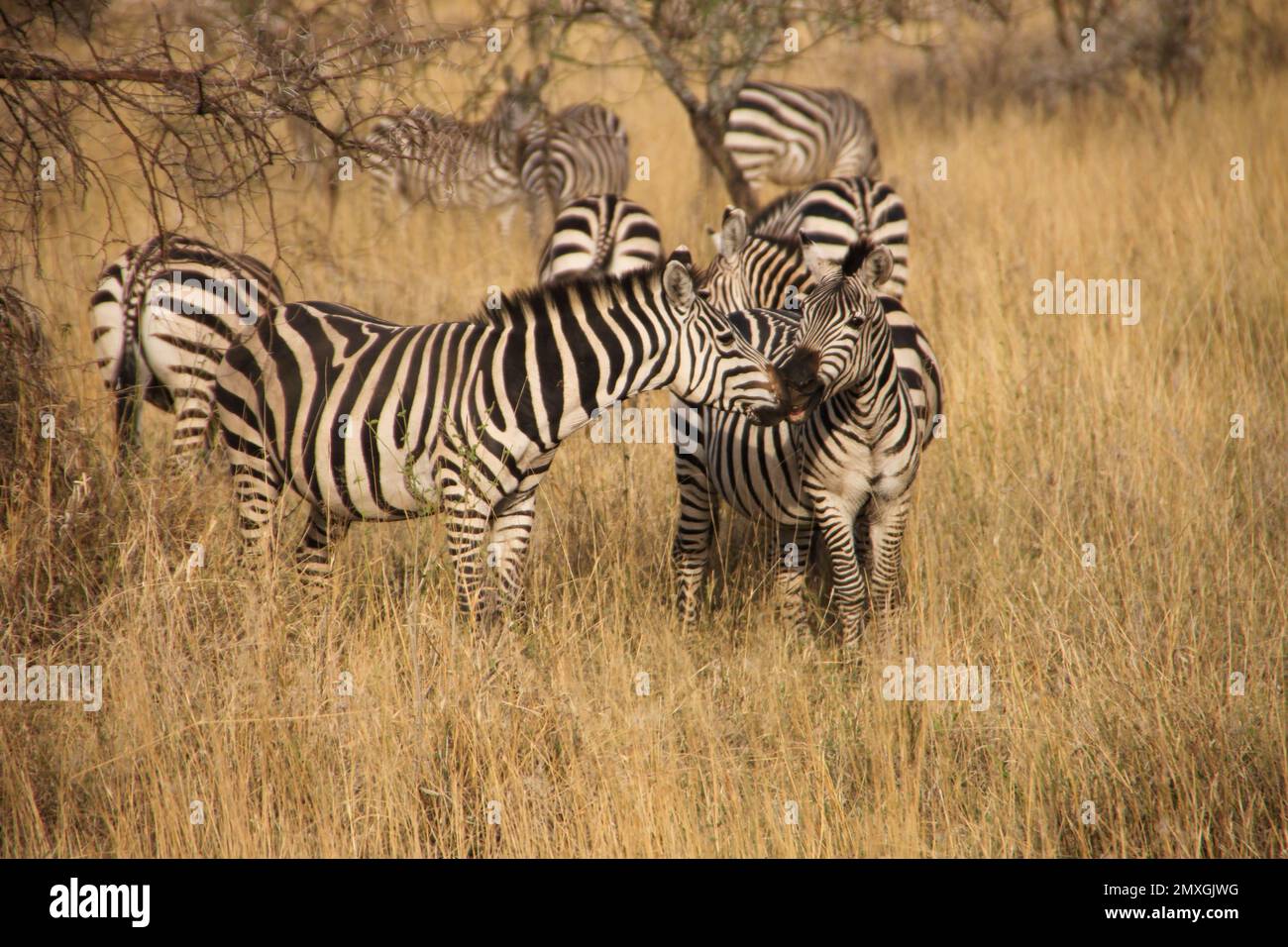A closeup of a group of zebras in a yellow field Stock Photo - Alamy