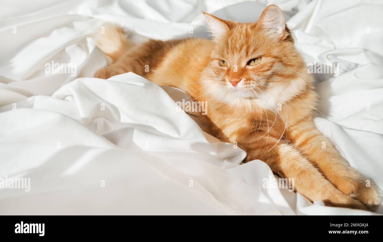 Cute ginger cat is lying in bed. Fluffy pet has a nap ion white linen ...