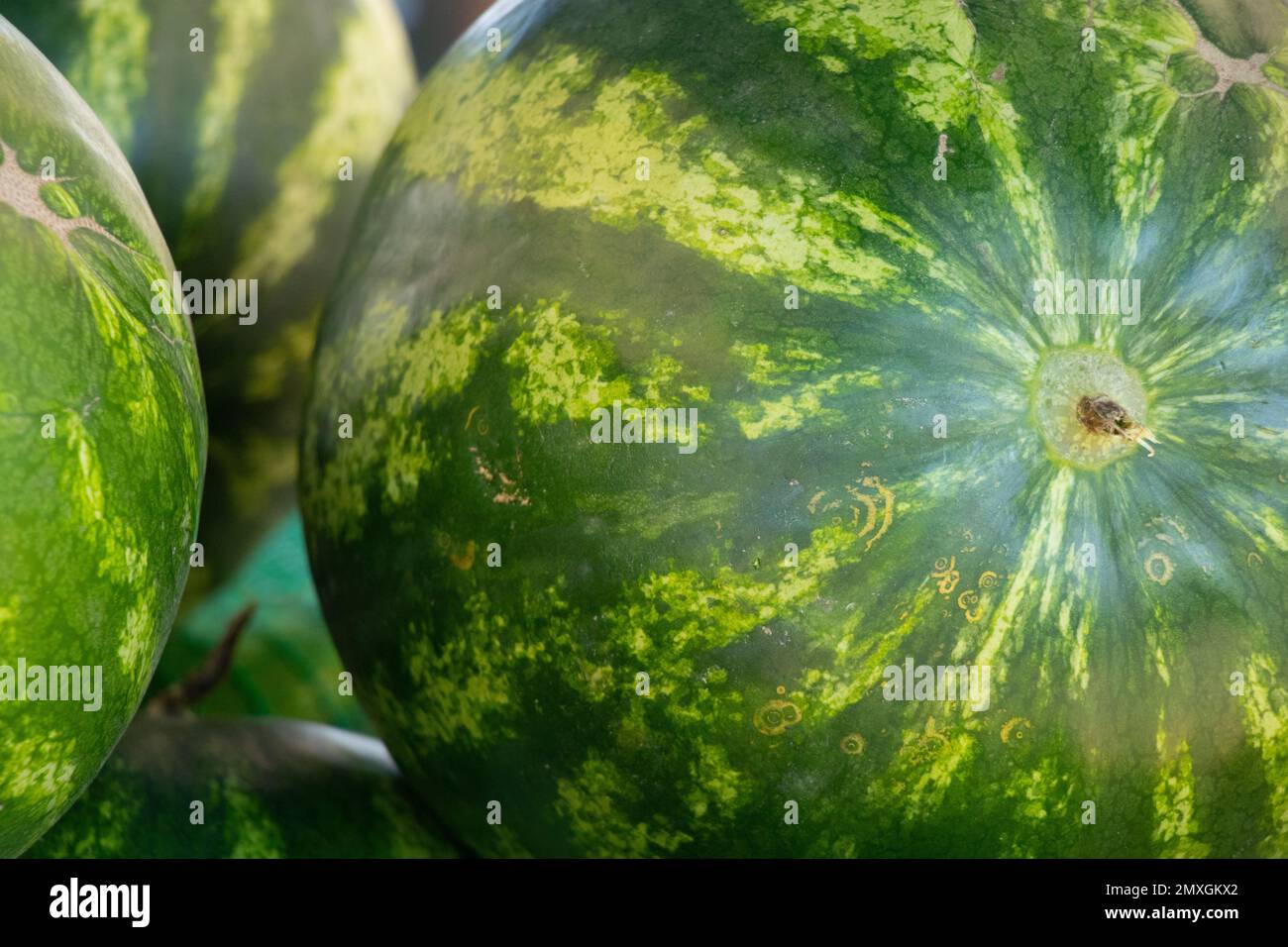 Big watermelons hi-res stock photography and images - Alamy