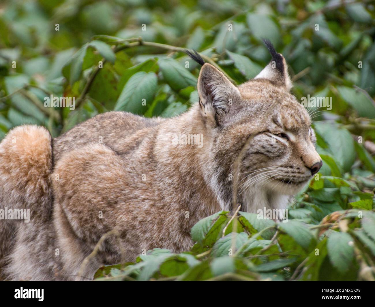A close up of a fluffy Eurasian lynx (Lynx lynx) in green bushes ...