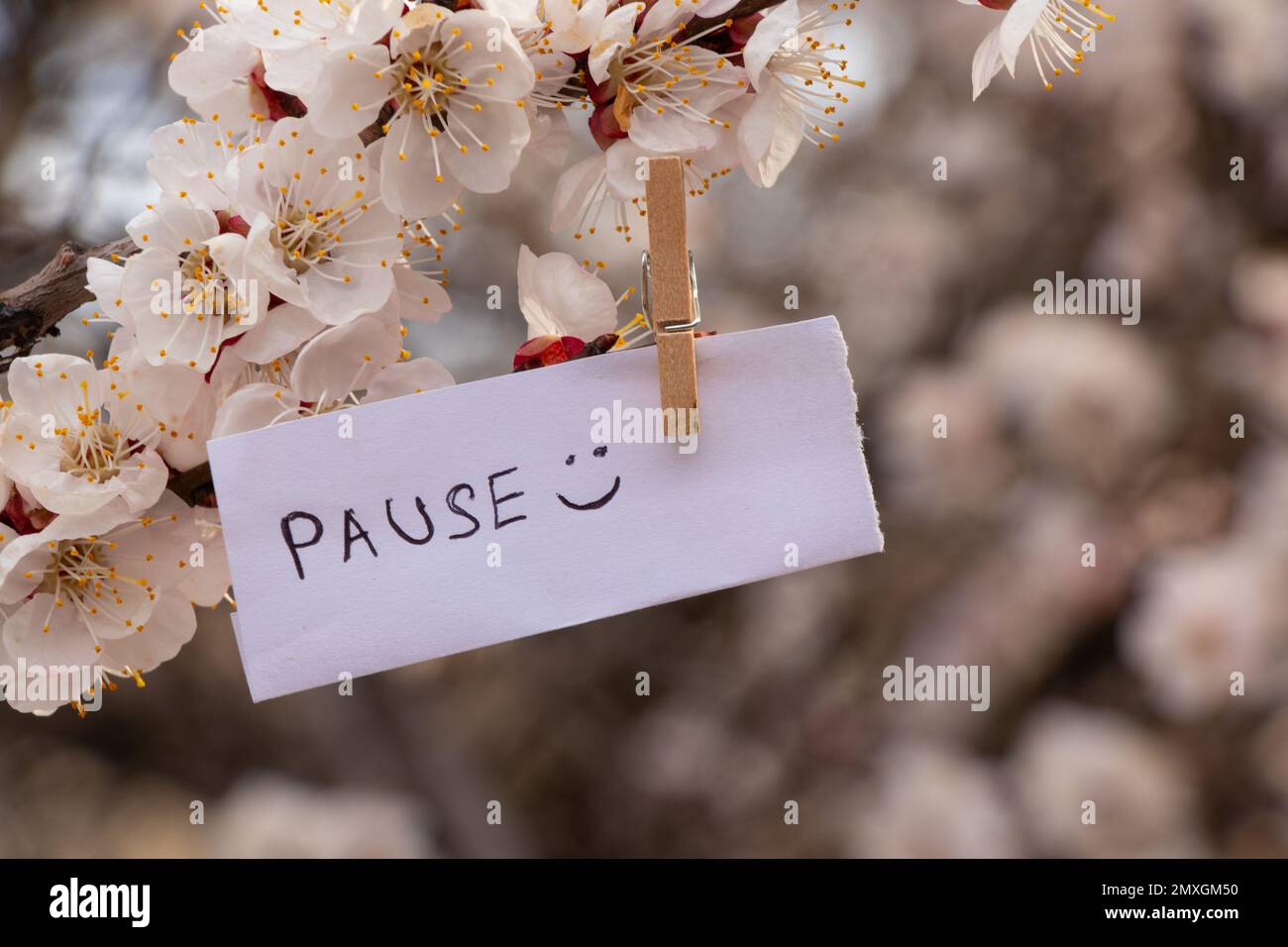 English word pause on leaves hanging on apricot branches in the spring ...