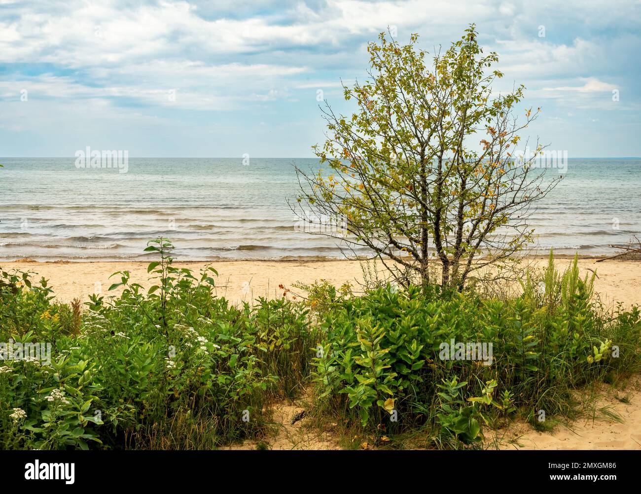 Sandy beach and trees Lake Michigan northern Michigan summertime Stock ...