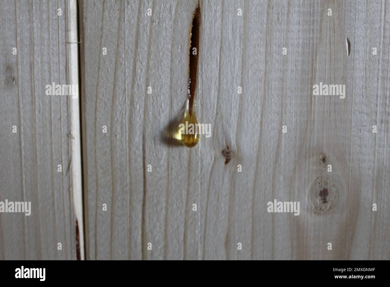 a drip of resin drips down the pine board. fresh board building ...