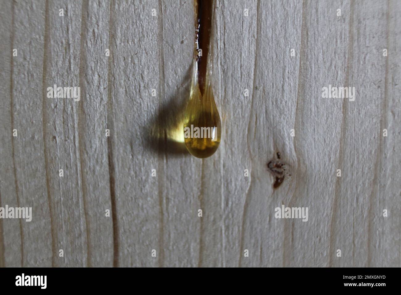 a drip of resin drips down the pine board. fresh board building ...
