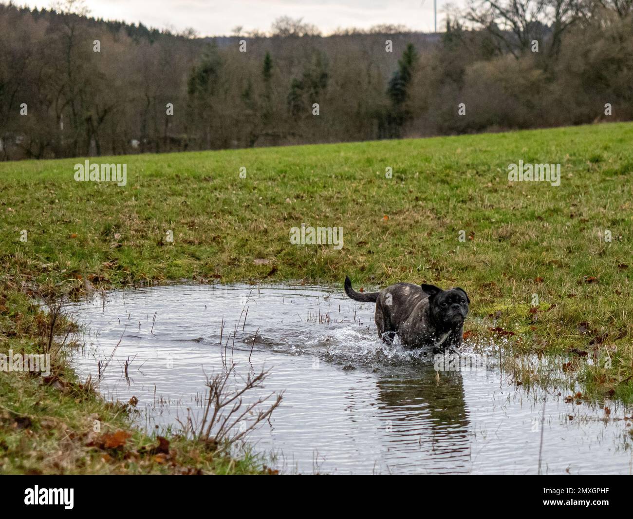 An Olde English Bulldogge dog playing in a water puddle in the woods on ...