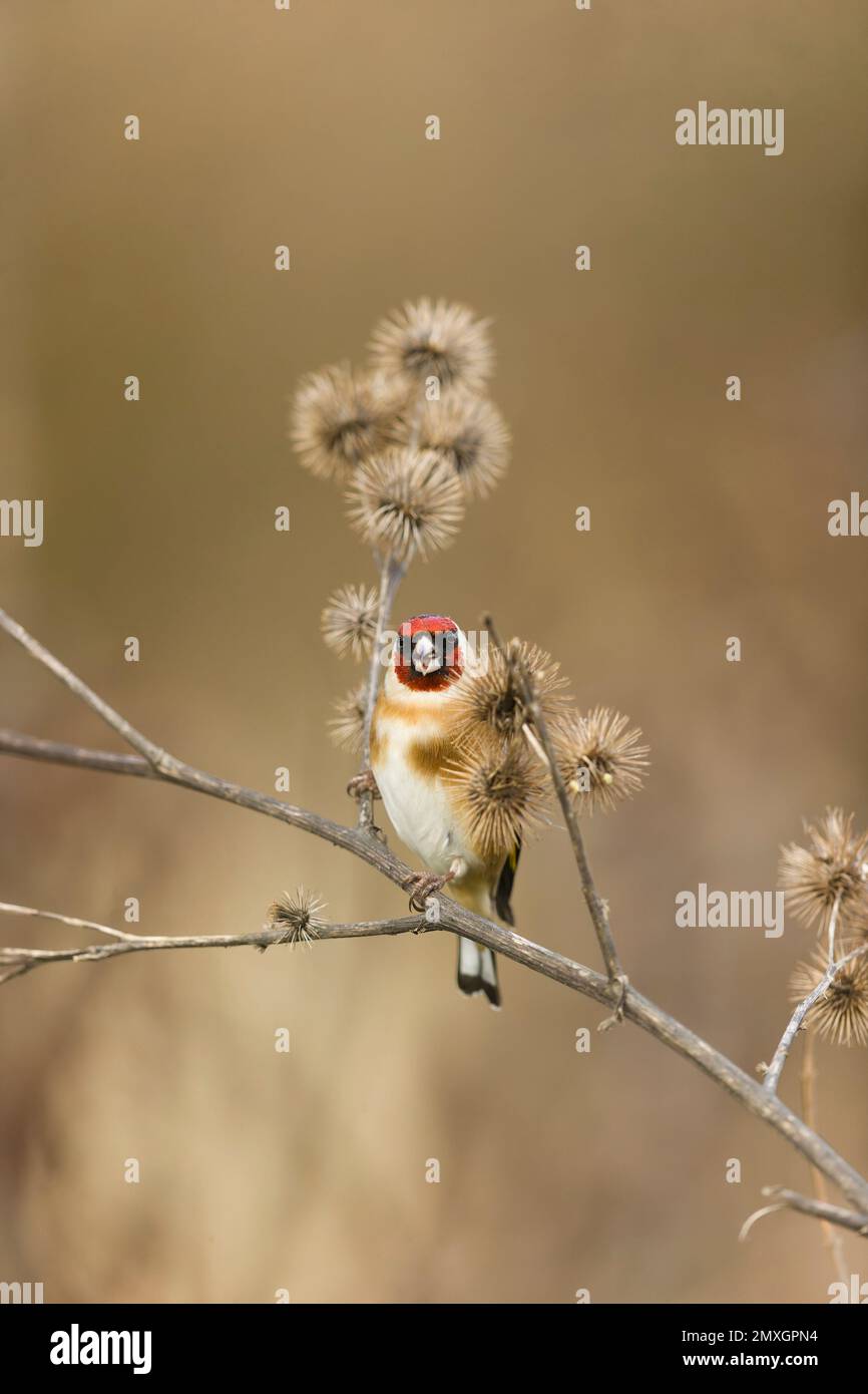 European goldfinch Carduelis carduelis, adult feeding on burdock ...