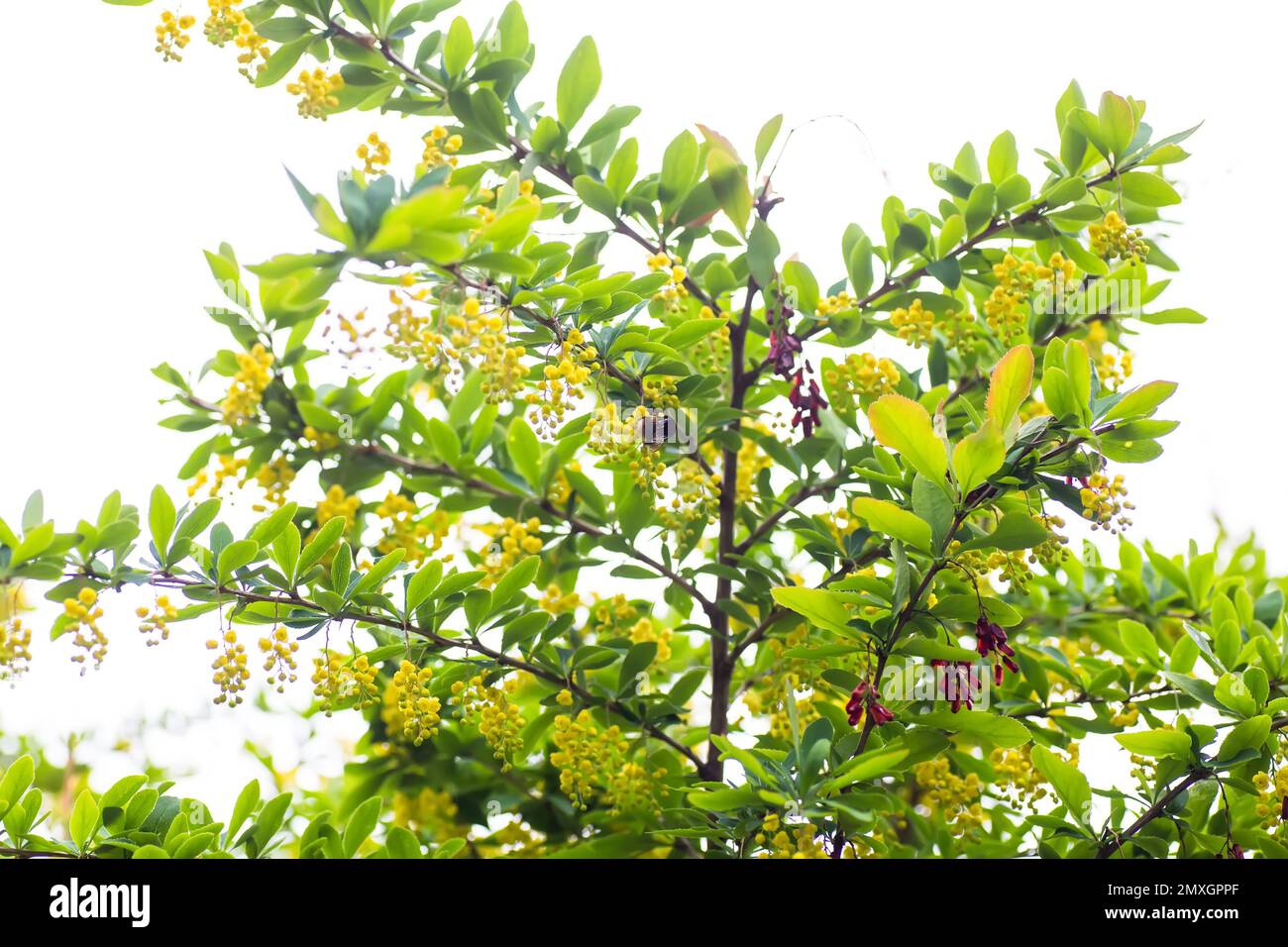 Buds cluster hi-res stock photography and images - Alamy
