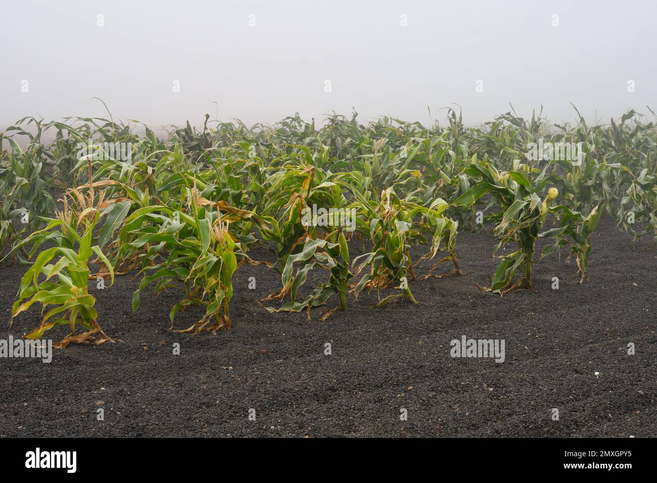 Canarian corn cultivation between lava and fog in Lanzarote Stock Photo ...
