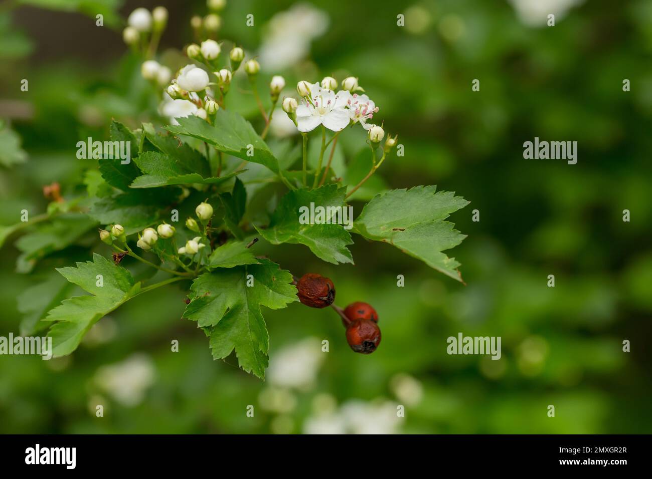 Crataegus sanguinea redhaw hawthorn white flowers and red berries on ...