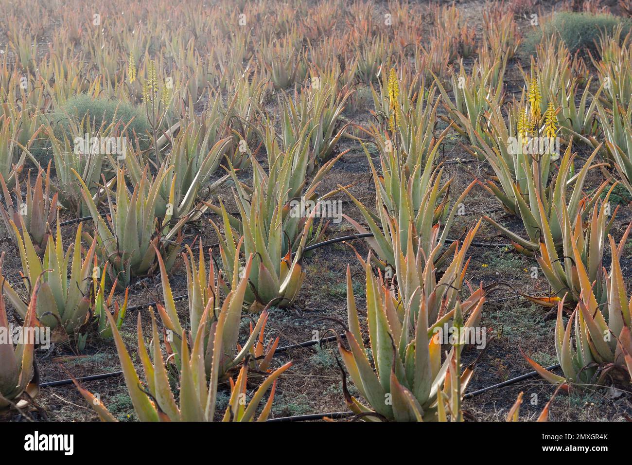 Aloe vera cultivation in volcanic lands in Lanzarote Stock Photo - Alamy