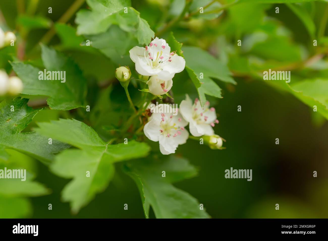 Crataegus sanguinea redhaw hawthorn white flowers and red berries on ...
