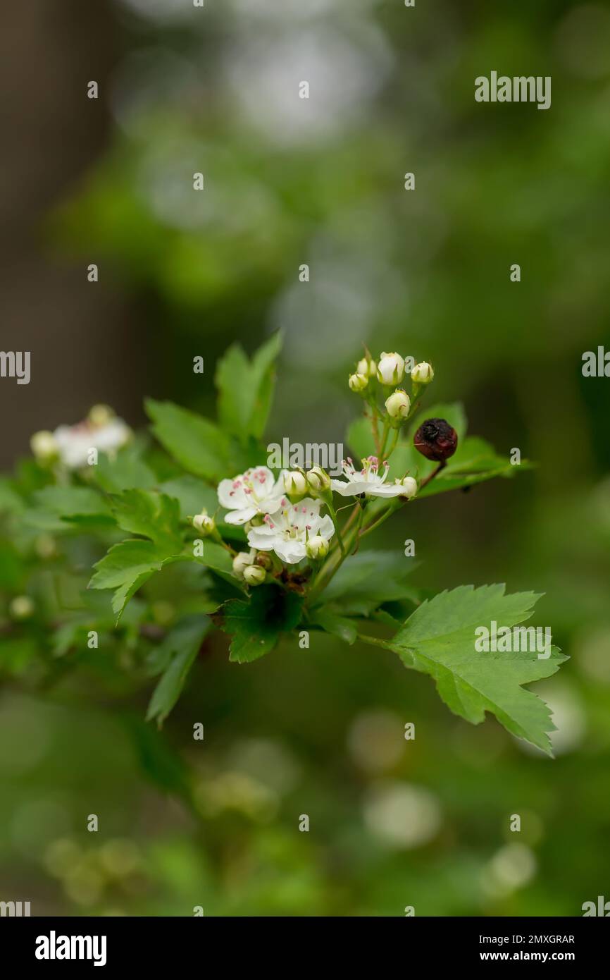 Crataegus sanguinea redhaw hawthorn white flowers and red berries on ...