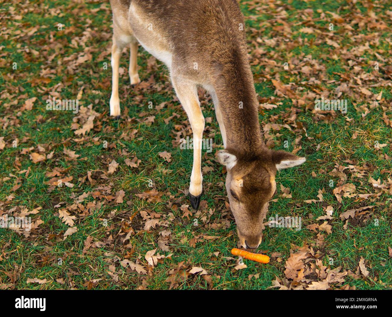 Caring for a female deer hi-res stock photography and images - Alamy