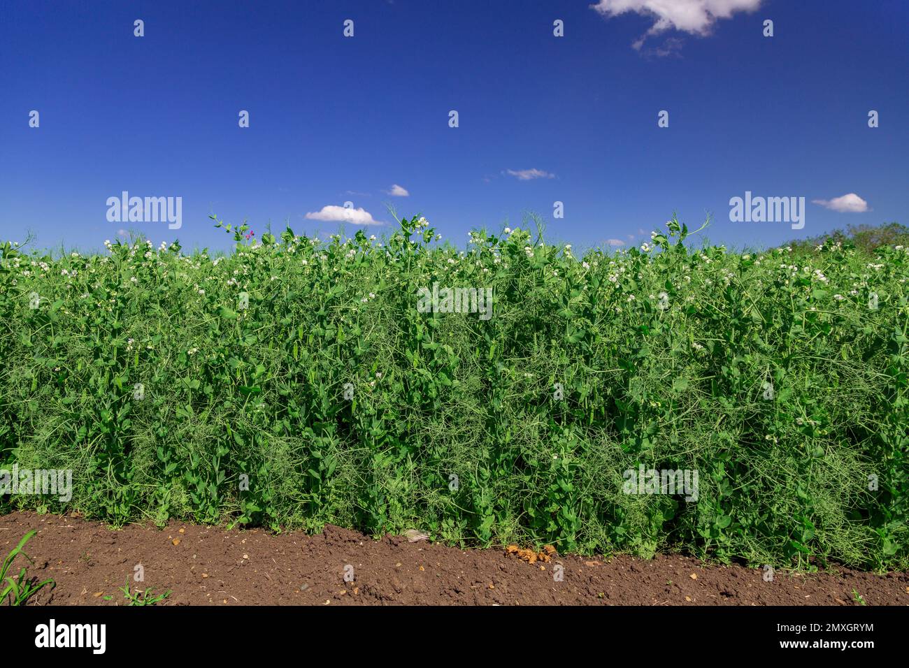 pea plants during flowering with white petals, an agricultural field ...