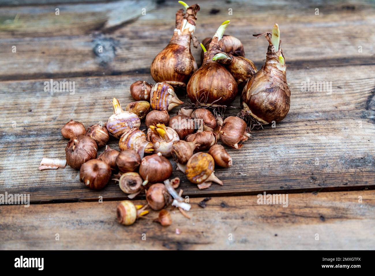 crocus and daffodil bulbs ready for autumn planting Stock Photo - Alamy