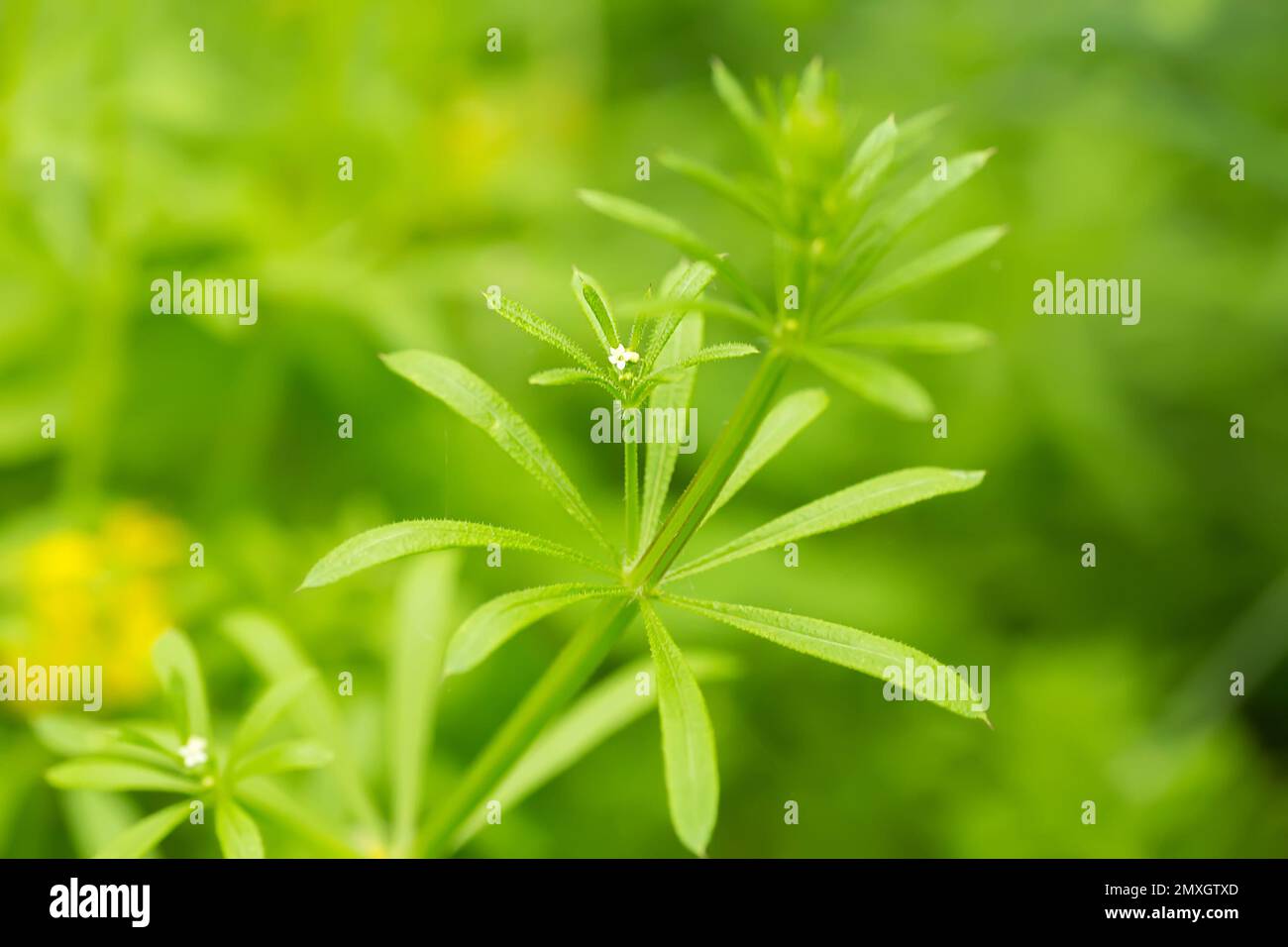 White small flowers on Galium aparine cleavers, clivers, goosegrass ...