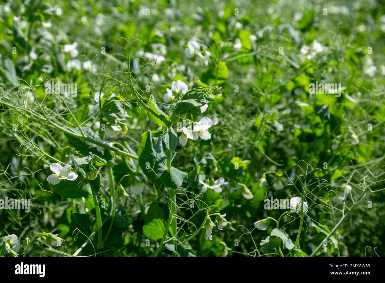 pea plants during flowering with white petals, an agricultural field ...