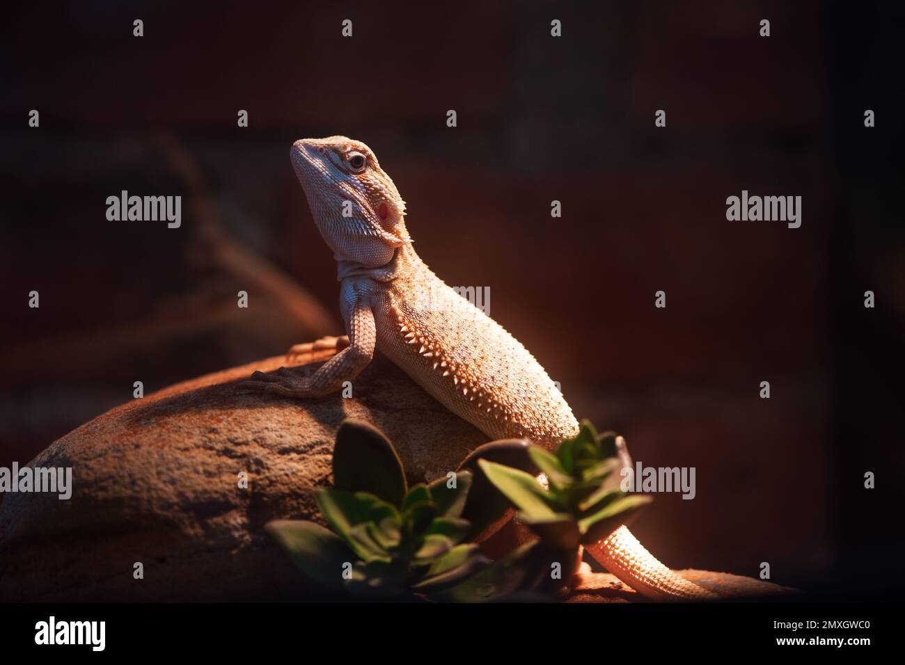 Lizard in a terrarium with beautiful lighting Stock Photo - Alamy