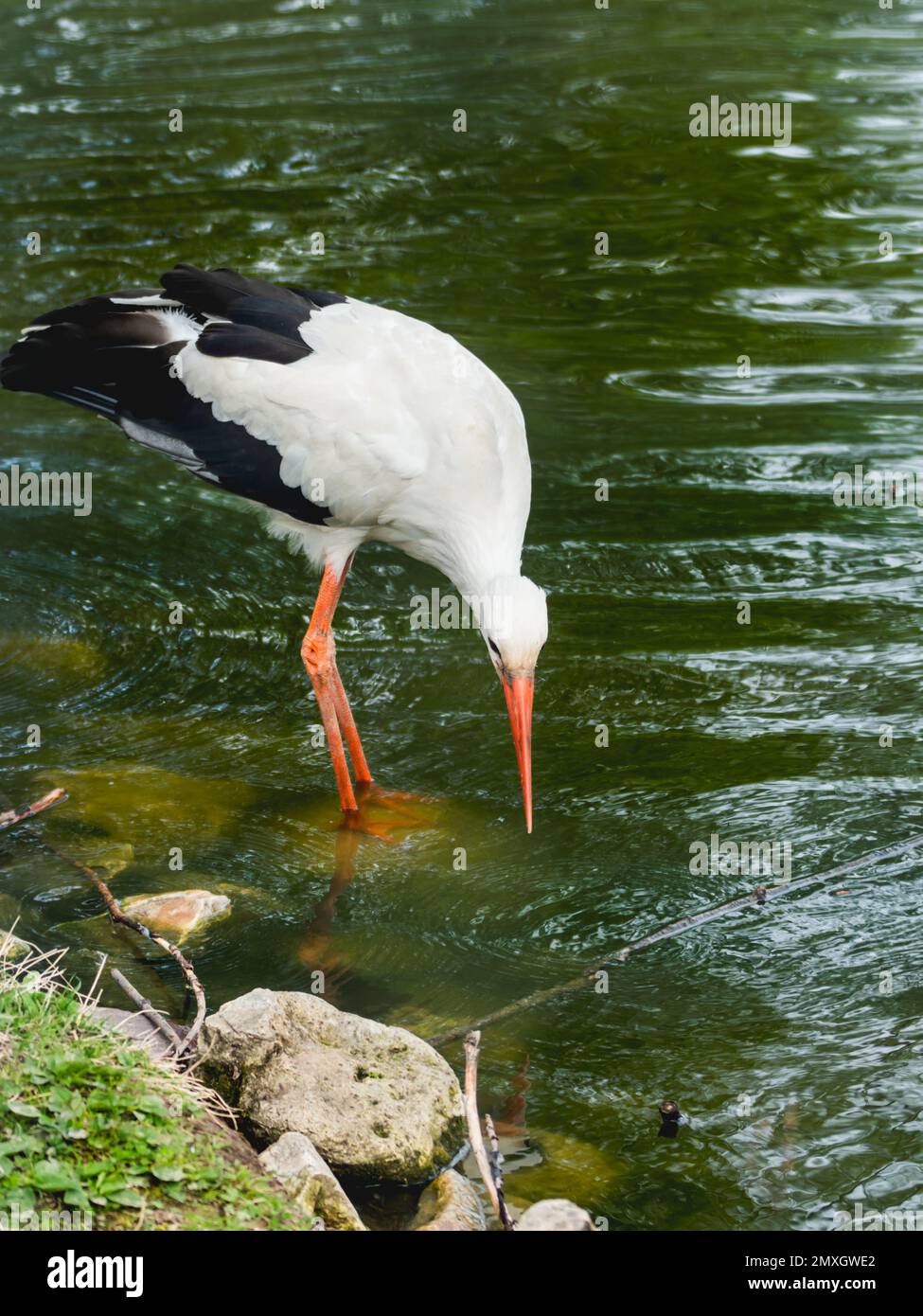 White stork or Ciconia ciconia is fishing in pond. Large bird is ...