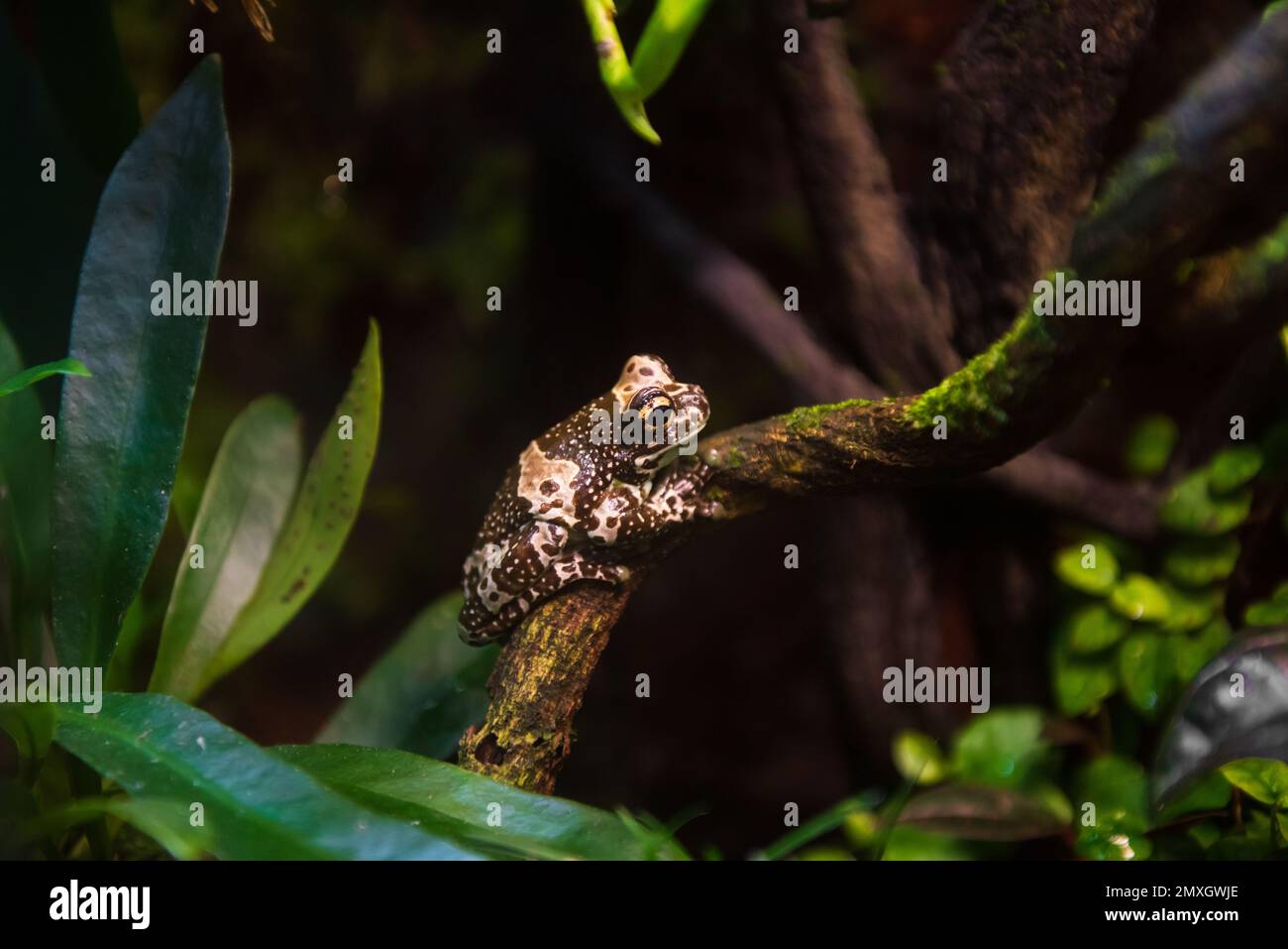 Small poison frog in a terrarium Stock Photo - Alamy
