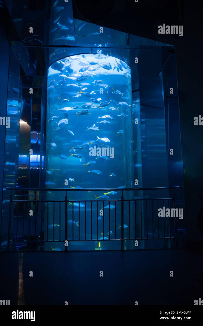Large vertical aquarium with fishes, blue colors Stock Photo - Alamy