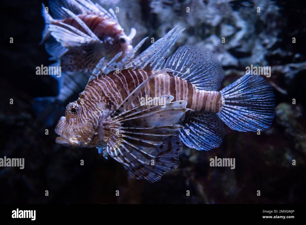 Red lionfish - one of the dangerous coral reef fish. Beautiful and ...
