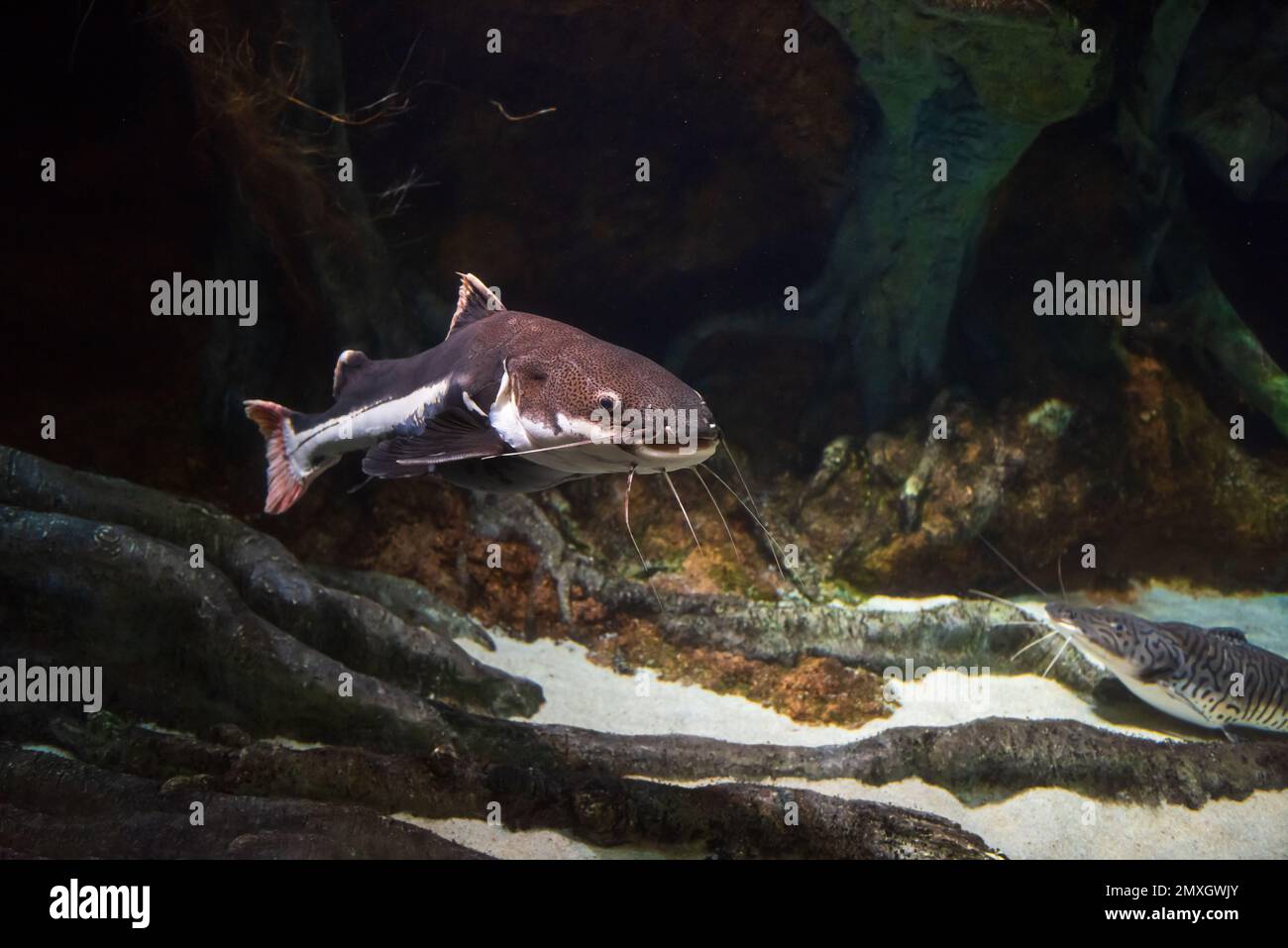 Big catfish hi-res stock photography and images - Alamy
