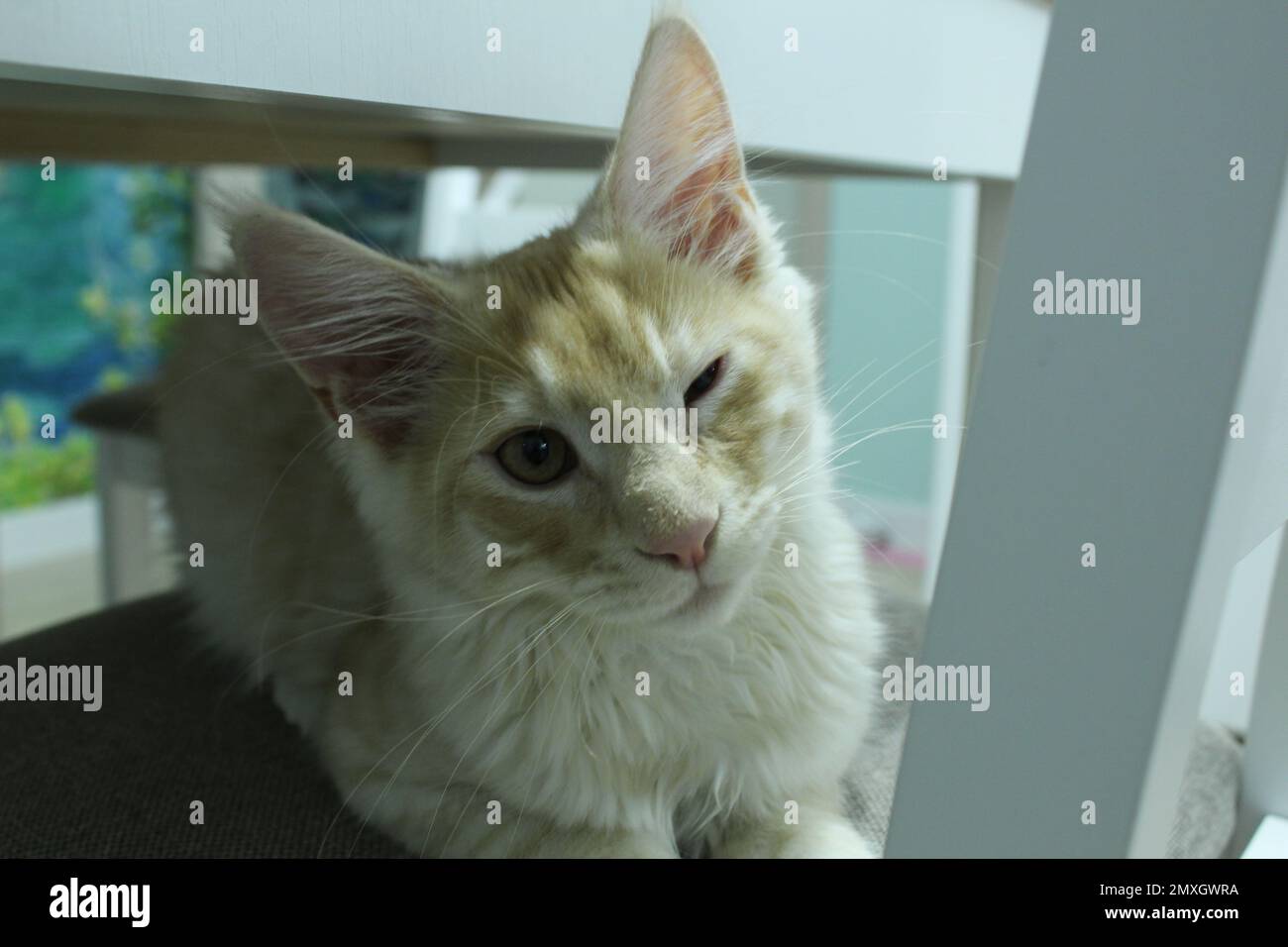 a large red cat of the Meikun breed with a sick bruised eye. Sick ...