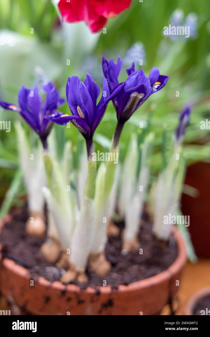 Small spring flowers in the garden. Tiny purple-blue irises in a clay ...