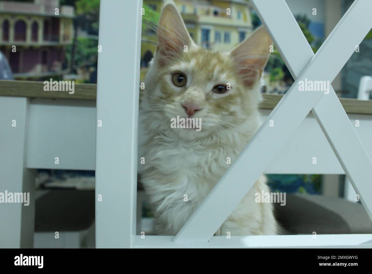 a large red cat of the Meikun breed with a sick bruised eye. Sick ...