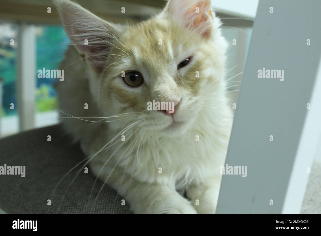 a large red cat of the Meikun breed with a sick bruised eye. Sick ...