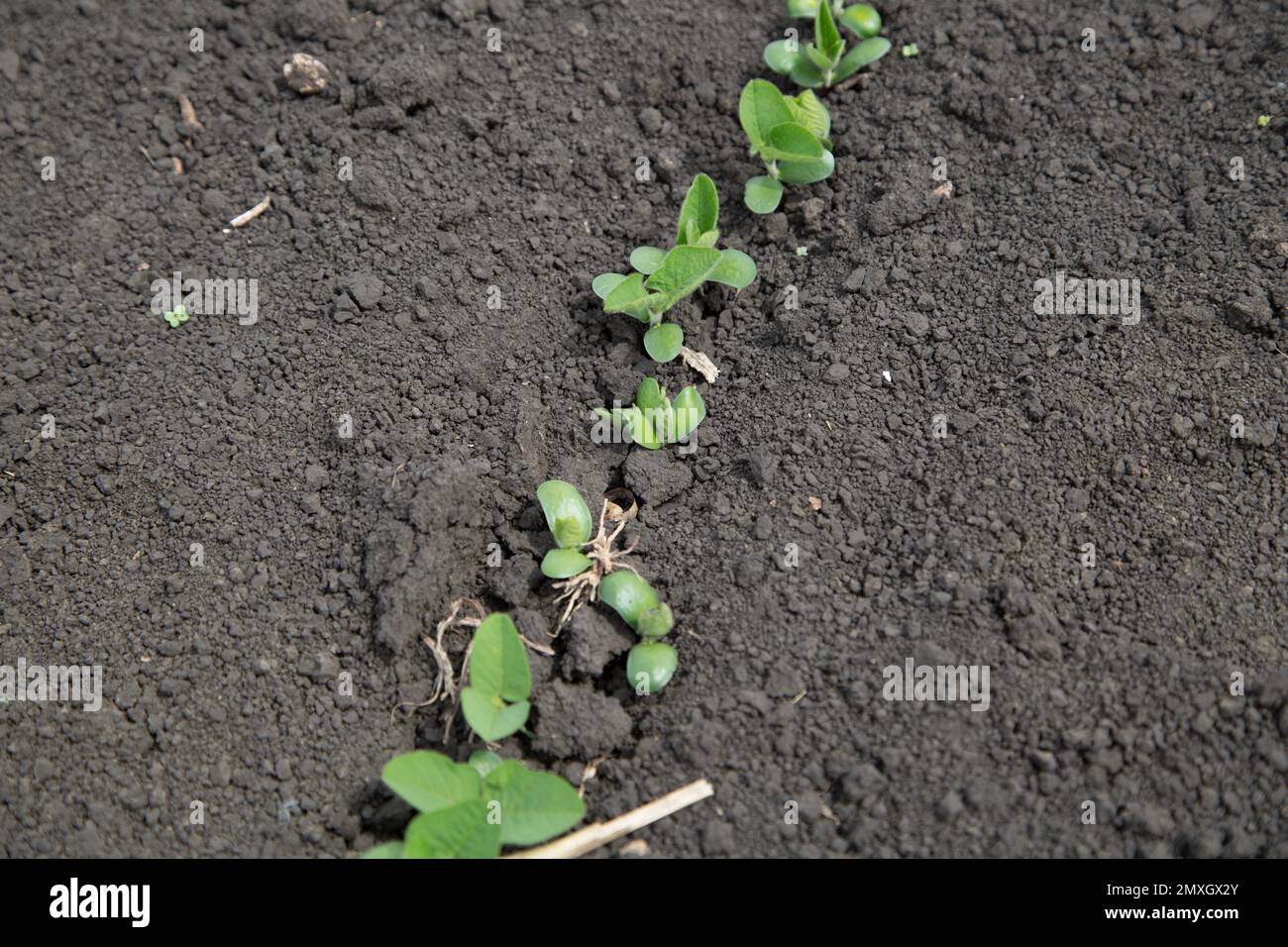 Fresh green soy plants on the field in spring. Rows of young soybean ...
