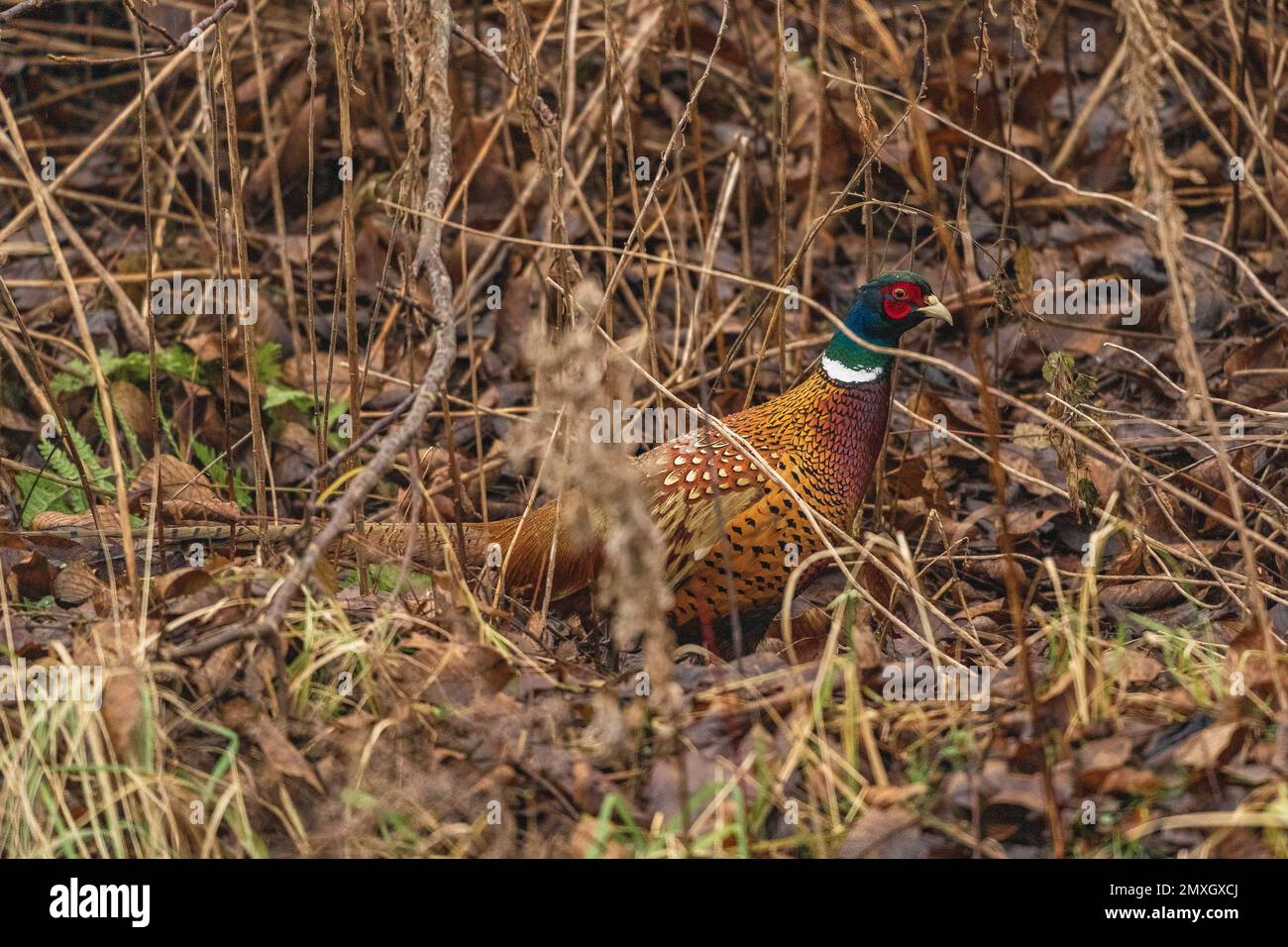A close-up shot of a common pheasant standing on foliage in a nature ...