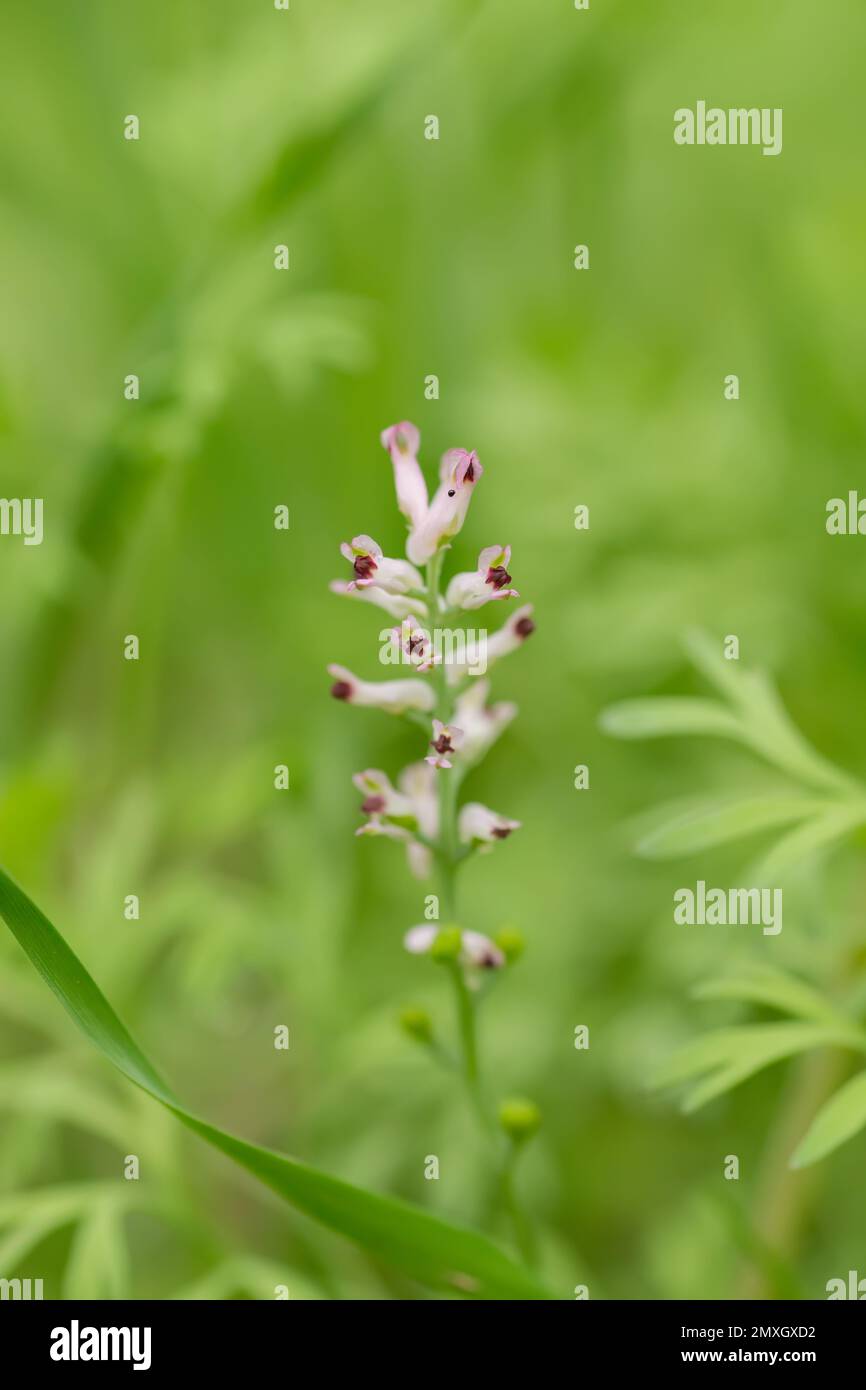 Fumaria officinalis, common fumitory, drug fumitory or earth smoke ...